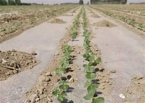 2020年八师棉花苗期管理技术要点