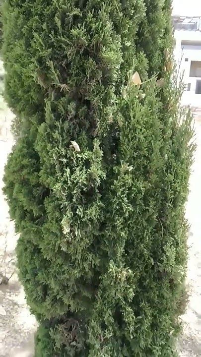 עץ ברוש Youtube