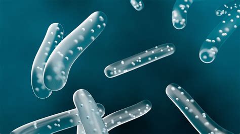 Understanding The Intimate Microbiome Key Bacteria Every Woman Should