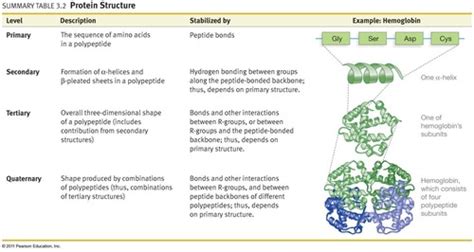 Macromolecules Flashcards Quizlet