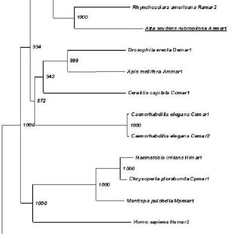 phylogenetic relationship among the consensus asmar1 and other mariner
