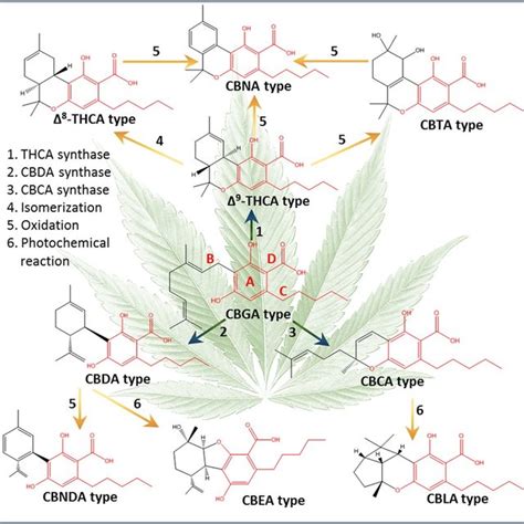 Pdf A New Esi Lcms Approach For Comprehensive Metabolic Profiling Of
