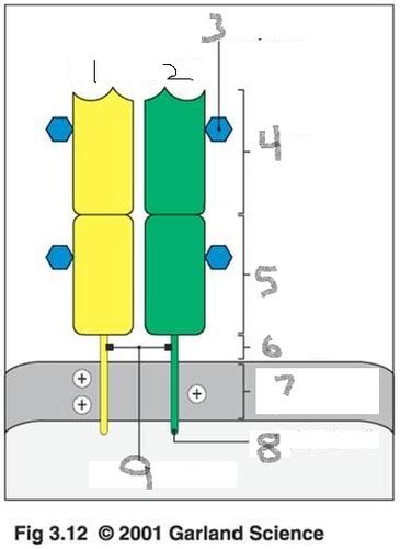 Immunology TCR Structure And Diversity Flashcards Quizlet
