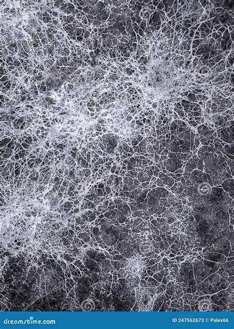 Mycelium Fungus Fusarium Euwallaceae Stock Image Image Of Microscope