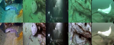 论文审查 Physics Informed Capsule Enhanced Variational Autoencoder For