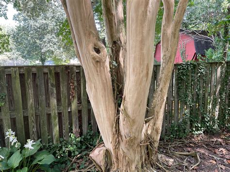 Bark Shedding Is Your Crepe Myrtle In Trouble