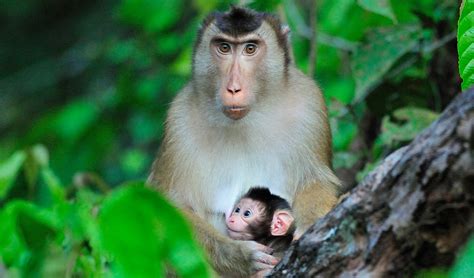 Southern Pig Tailed Macaque Facts Distribution And Population Biodb