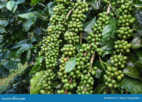 Green Coffee Beans On Stem Stock Image Image Of Fresh 64345117