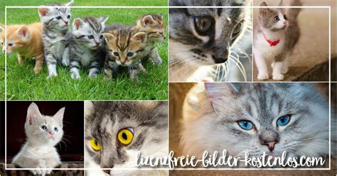 Bilder Für Webseite Kaufen Lizenzfreie Fotos Für Die Homepage