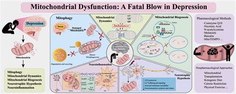 Mitochondrial Dysfunction Plays A Vital Role In The Etiology Of