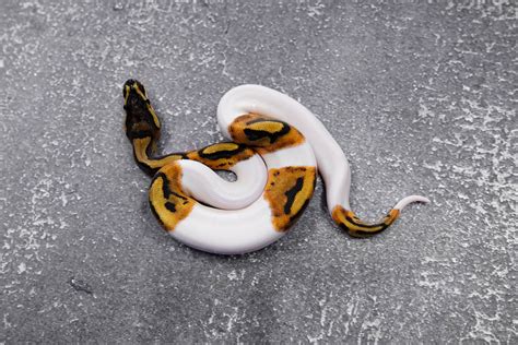 Pied 100 Het Candy Reality Ball Python