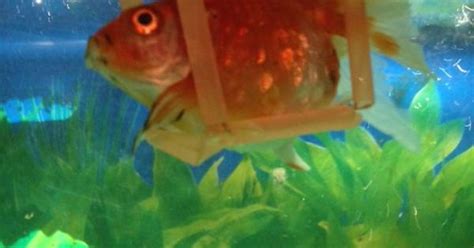 Barry The Fish Was Sick So I Made A Floatable Wheel Chair For Him