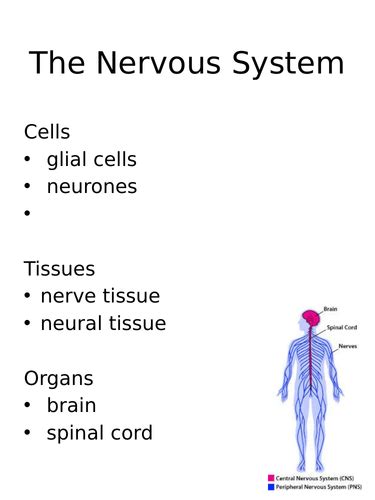 Ks3 Year 7 Biology Cells Tissues Organs And Organ Systems Teaching