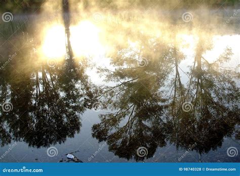 Reflection Of A Tree In The Water Stock Photo Image Of Mirror Nature