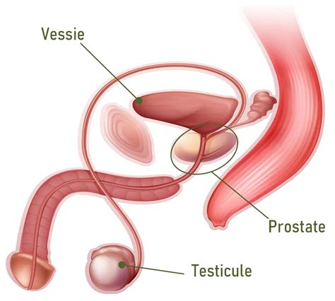 Prostate Definition Functions And Diseases