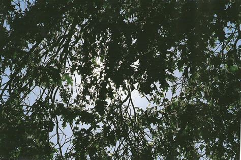 Leaf Eclipse By Reiser Rise On Deviantart