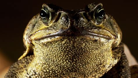 Poisonous Cane Toads Active In Florida What To Know