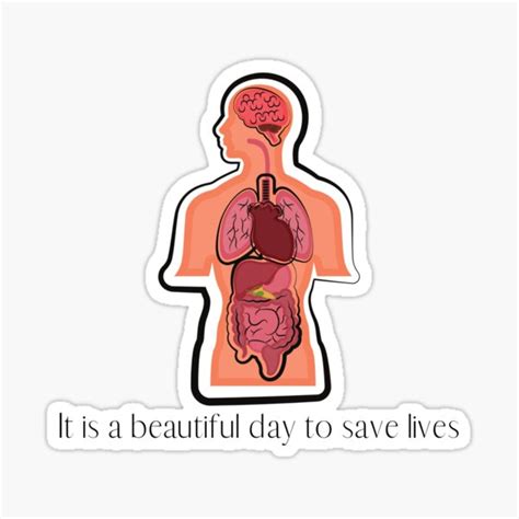 Anatomy Of The Human Body Sticker For Sale By Printablebymero