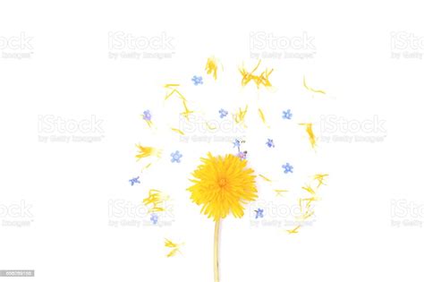 흰색 배경 민들레와 무스카리 탑 뷰에 고립 된 꽃의 봄 창조적 인 구성 개발에 대한 스톡 사진 및 기타 이미지 개발 계절 관다발 식물 Istock