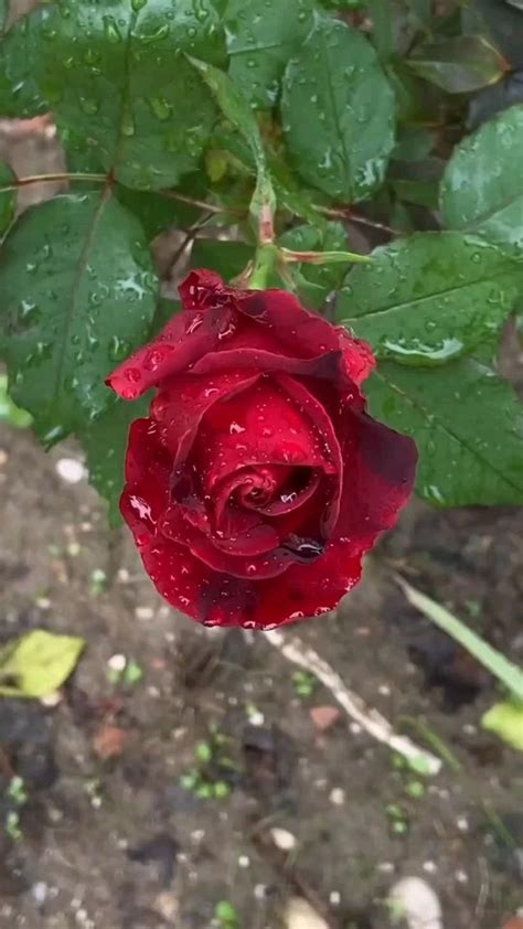 Пин от пользователя Samira на доске Ваши пины Красивые розы Красные