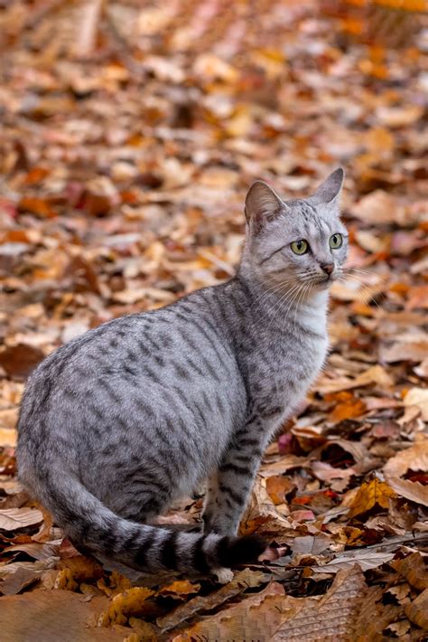 این بزرگوار رو اطراف جاده سلامت دیدین آیا ؟ البته همیشه با بچه‌اش مشکل