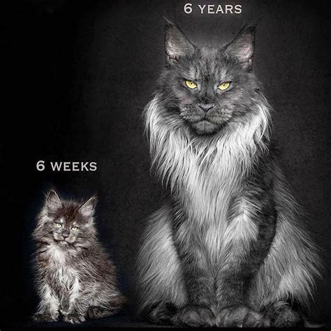 How Big Is A Maine Coon At 6 Months At Erika Nelson Blog