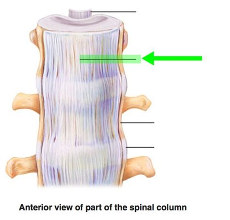 Spine Ligament Origin Insertion Flashcards Quizlet