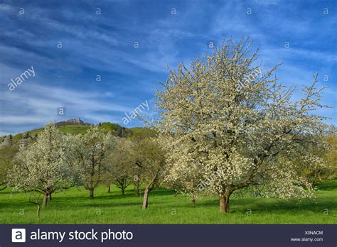 🔥 29 Biosphere Background Wallpapersafari