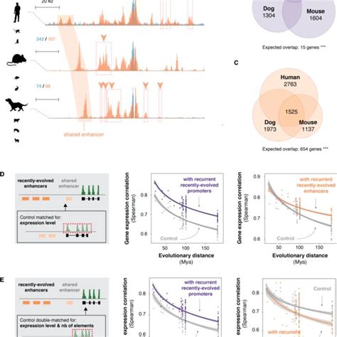 Multiple Recently Evolved Regulatory Elements Contribute To Gene Download Scientific Diagram