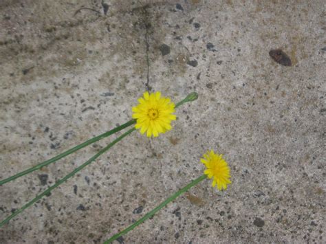 Daisy By B J Oshea On Deviantart