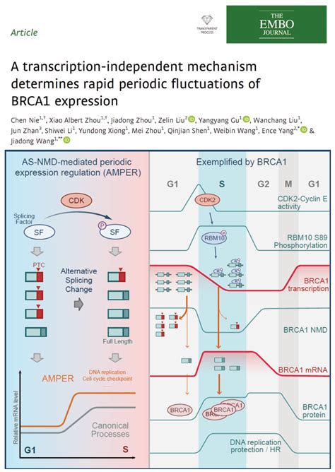 The Embo Journal 王嘉东团队与杨恩策团队合作揭示brca1等同源重组修复 生物通