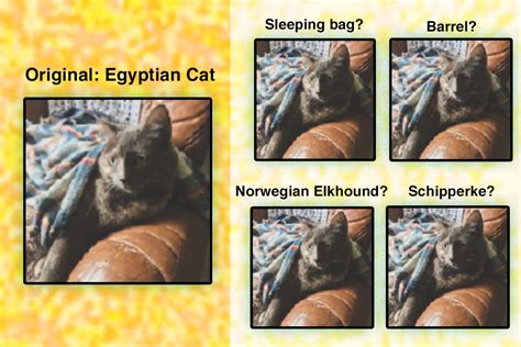 Neuroscientists Find A Way To Improve Object Recognition Models Mit Mcgovern Institute