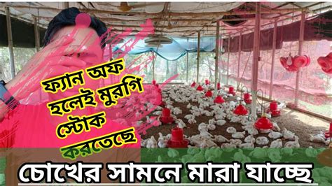 চোখের সামনেই মুরগী মারা যাচ্ছে 😭 গরমের স্টোক করতেছে। সবাই দোয়া করবেন। Youtube