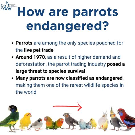 Northern Kentucky Parrot Rescue