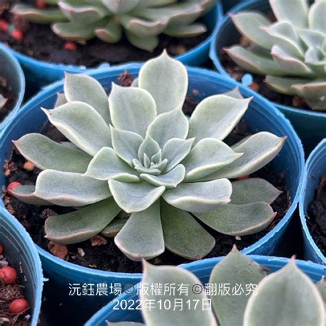 沅鈺農場 多肉植物 七星 蝦皮購物