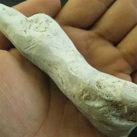 Crocodile Genital Fossil Type A3 • Healing Crystal Stones Fossilized Crocodile Genitals