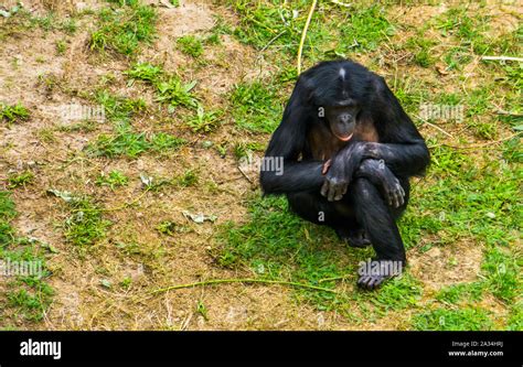 Closeup Of A Female Bonobo Sitting In The Grass Human Ape Pygmy