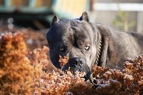 Dogs Cane Corso Black Black Background Hd Wallpaper Rare Gallery