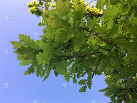 五月 2018 英格兰橡树 天空 美 公园 水平画幅 云 无人 户外素材 花瓣网