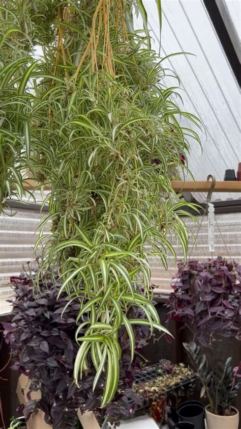 Spider Plant Babies Care Guide How To Grow Thousands Of Spider Plant