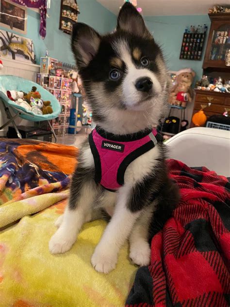 My Best Friends Beautiful Pomsky Her Name Is Foxy 🤍🤎 R Aww