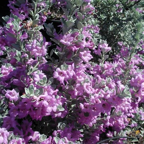 Leucophyllum Frutescens Compacta Texas Sage Green Things Nursery