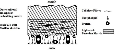 Cell Wall Structure In The Brown Algae [31] Download Scientific Diagram