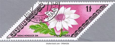 2 Adonis Mongolica Immagini Foto Stock E Grafica Vettoriale Shutterstock