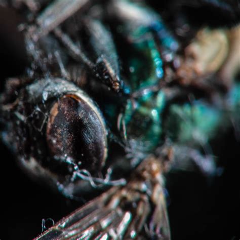 Img 3130 Tom Purvis Flickr