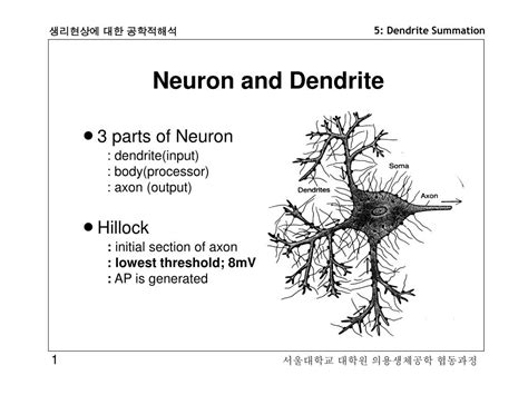 Ppt Neuron And Dendrite Powerpoint Presentation Free Download Id
