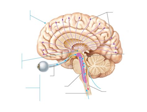 Reticular Activating System Diagram Quizlet