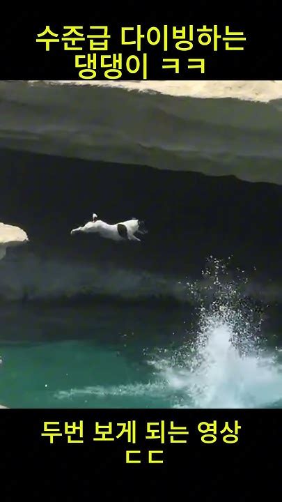 수준급 다이빙하는 댕댕이 ㅋㅋ 애견영상 다이빙 Youtube