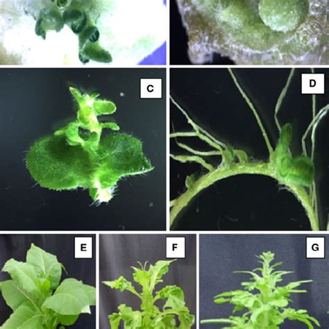 Adventitious Shoot Regeneration In Situ And From In Vitro Cultured Leaf