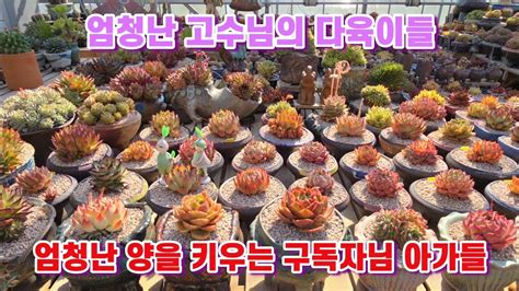 이정도 키우려면 얼마나 많은 정성을 들여야 할까요 이쁜 아가들이 한가득인 다육이 키핑장 묵둥이 창 국민이 다육이
